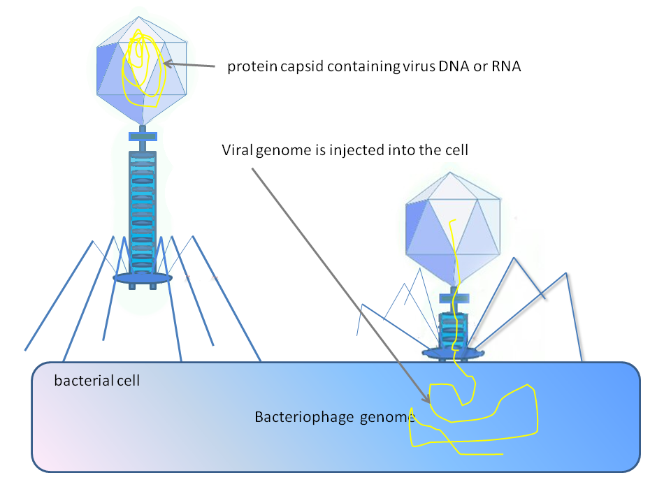 Could bacteriophages offer a solution to the increase in antibiotic ...